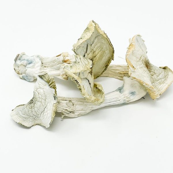 Homepage - Magic Mushroom Spores USA